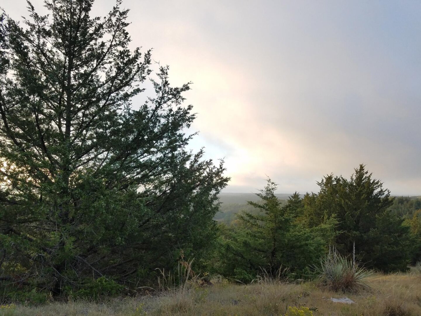 How does it invade? | Eastern Redcedar Science Literacy Project | Nebraska